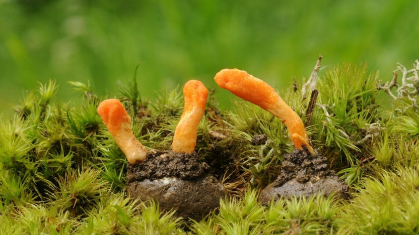 Cordyceps Militaris vs. Sinensis – DrinkVyu